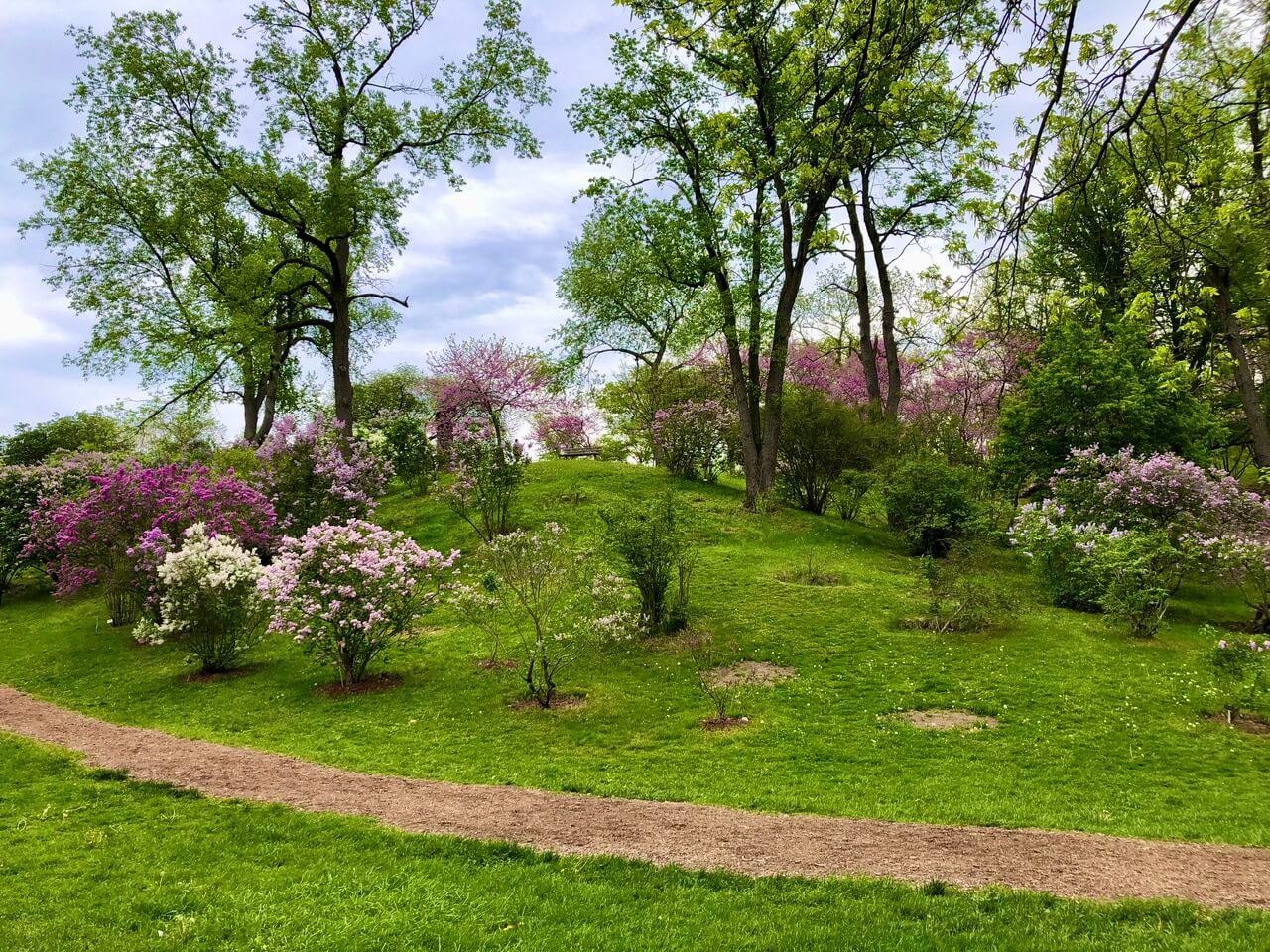 5 seasonal blooms to chase in the GTA - our everywhere view