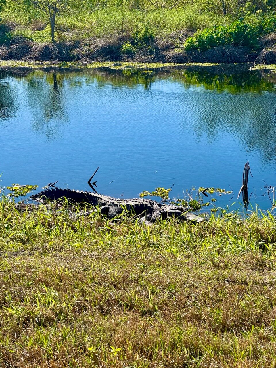Lake Apopka Wildlife Drive: a family-friendly nature activity in ...