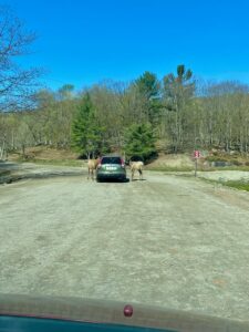 Parc Omega: a family-friendly Canadian safari - our everywhere view